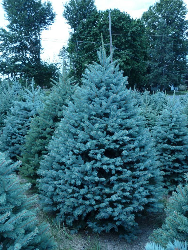 Wholesale Colorado Blue Spruce Trees