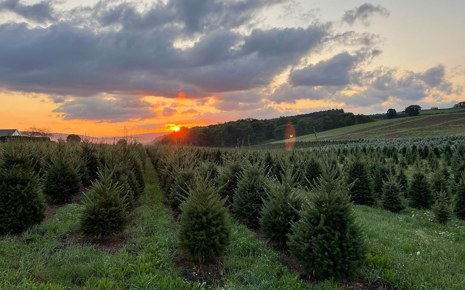 Pennsylvania Wholesale Christmas Trees | Pinecrest Tree Farms